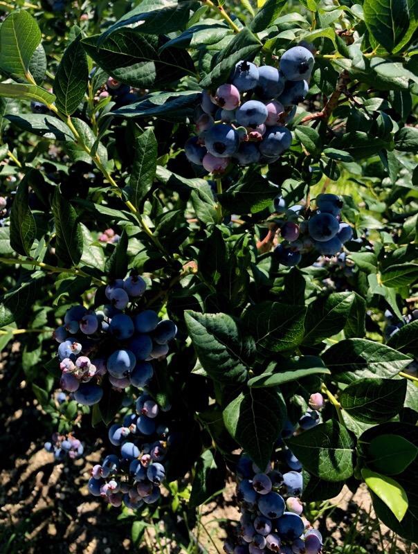 A Piney Adventure- Whitesbog: Home of the Cultivated Blueberry ...