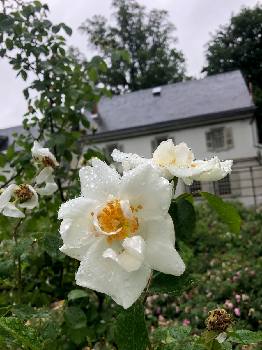 Philly Gardens: Stop and Smell the Historic Roses (Wyck) – Secrets of ...