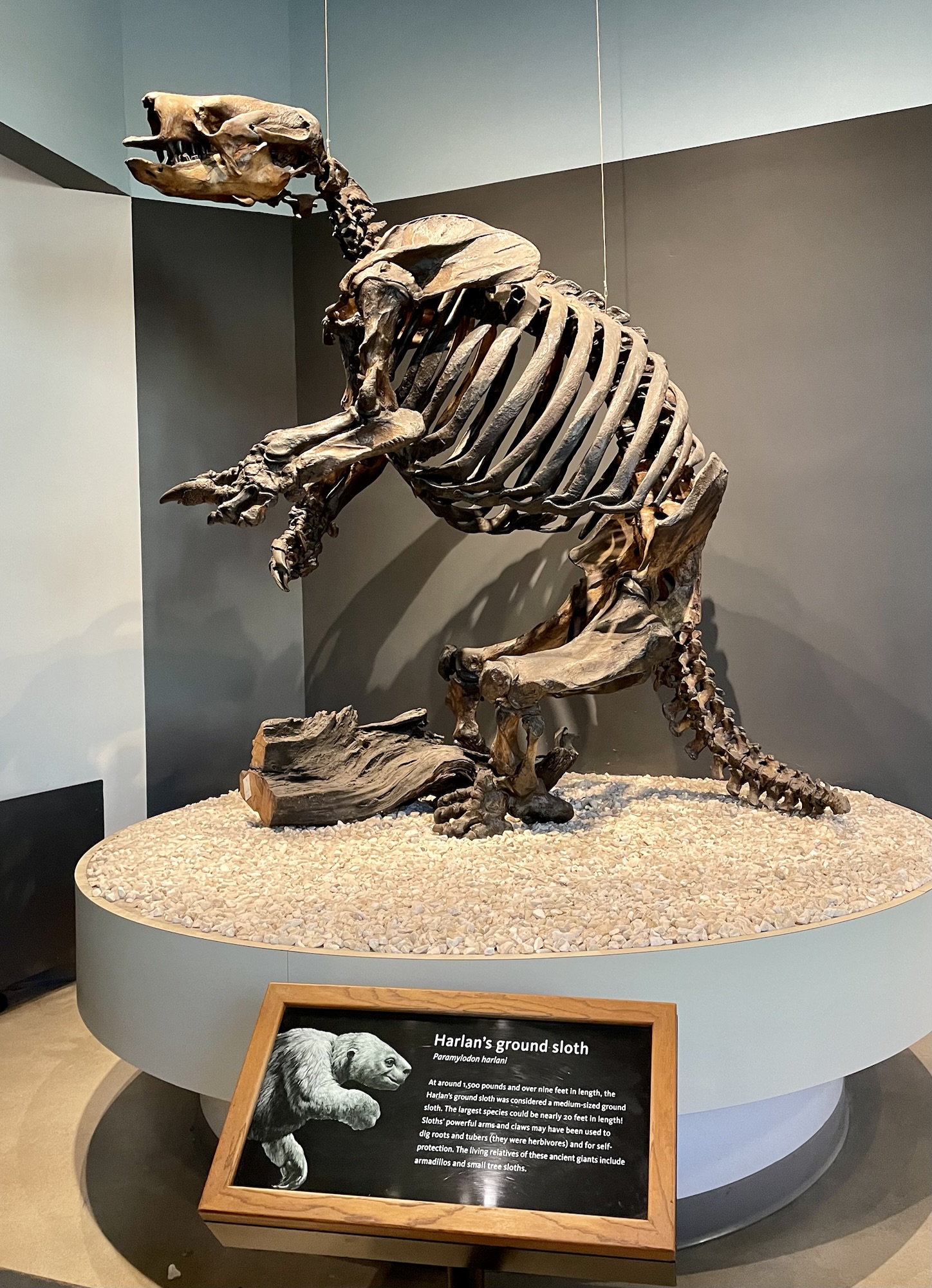 Charles Knight: The Artist Who Invented the Dinosaur – Secrets of ...