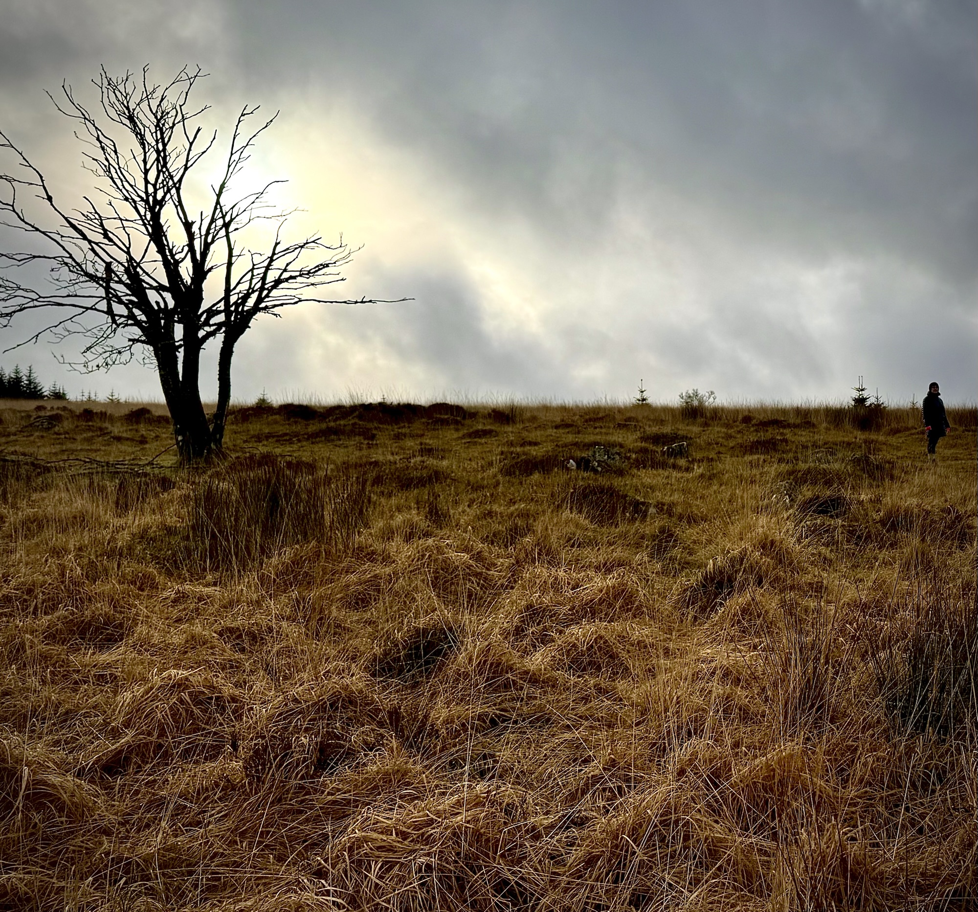England: Searching for the Hound in the Great Grimpen Mire – Secrets of ...