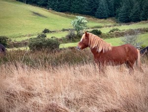 England: Searching for the Hound in the Great Grimpen Mire – Secrets of ...