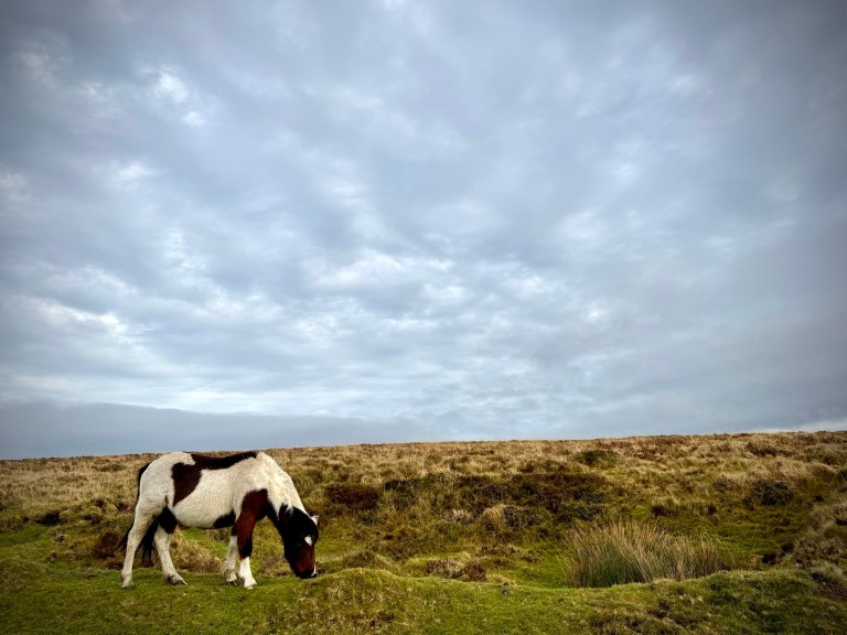 England: Searching for the Hound in the Great Grimpen Mire – Secrets of ...