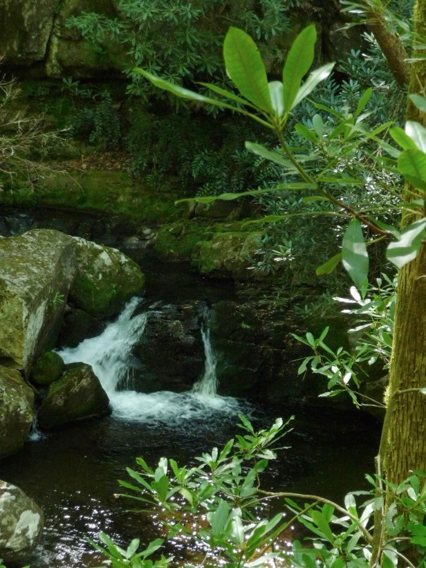 Smoky Mountains: A Slimy Wildlife Adventure – Secrets of Philadelphia